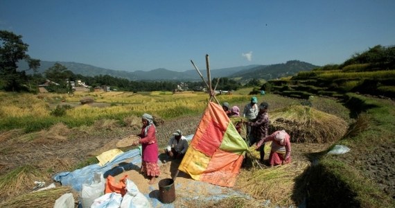Zbiory ryżu w Nepalu - RMF24