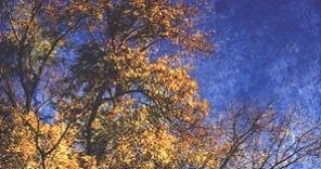 Drzewo Solomonów - Kobieta w INTERIA.PL