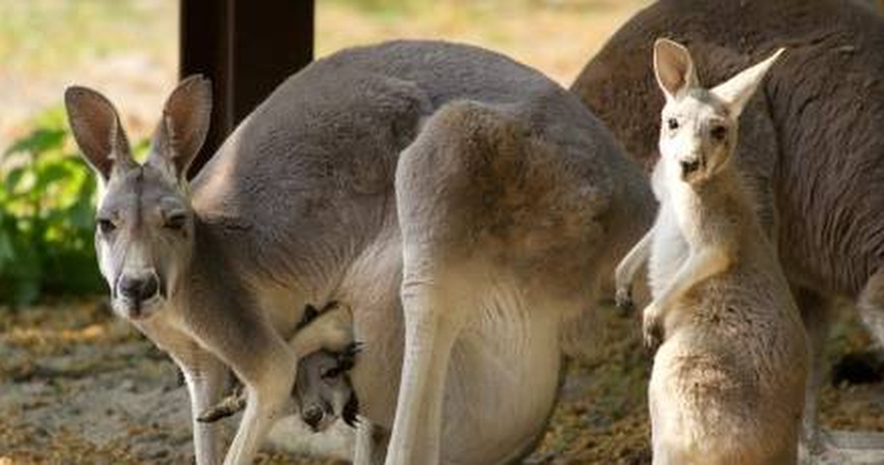 Australia: Szturm kangurów na bazę wojskową - Wydarzenia w INTERIA.PL