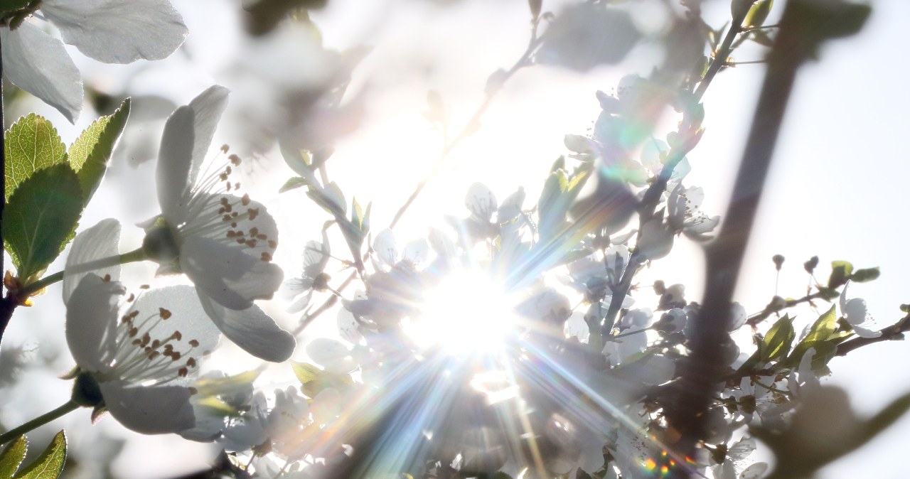 Wiosna - najpiękniejsza pora roku? - Pogoda w INTERIA.PL