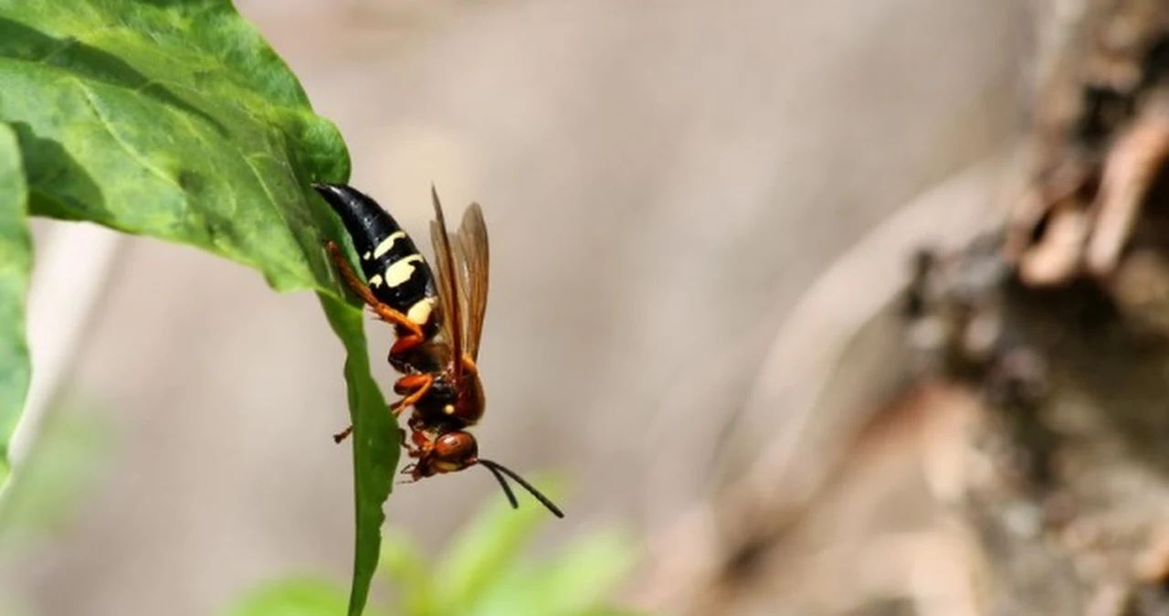 Cykady pomogą ulepszyć sonary