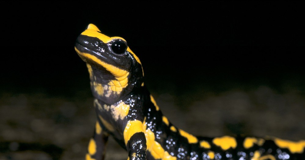 W Bieszczadach można spotkać salamandry plamiste - Pogoda w INTERIA.PL W Bieszczadach można spotkać salamandry plamiste - Pogoda w INTERIA.PL