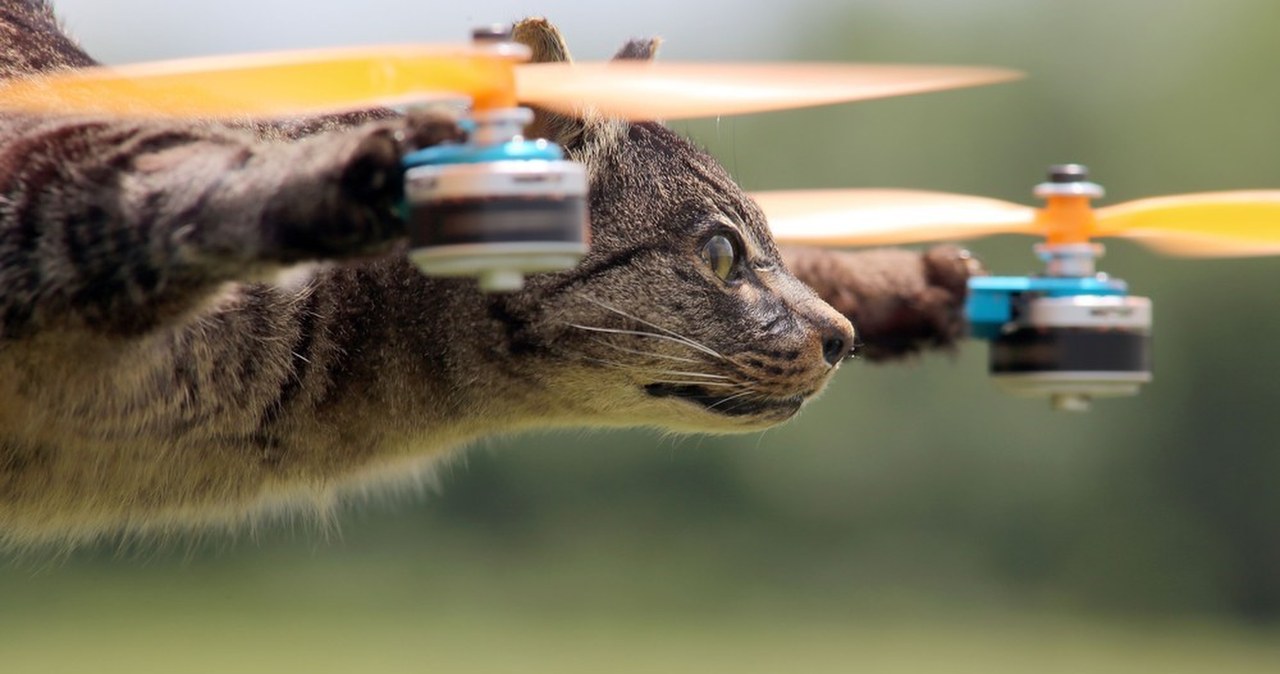 Orvillecopter: Pół kot, pół maszyna - Geekweek w INTERIA.PL