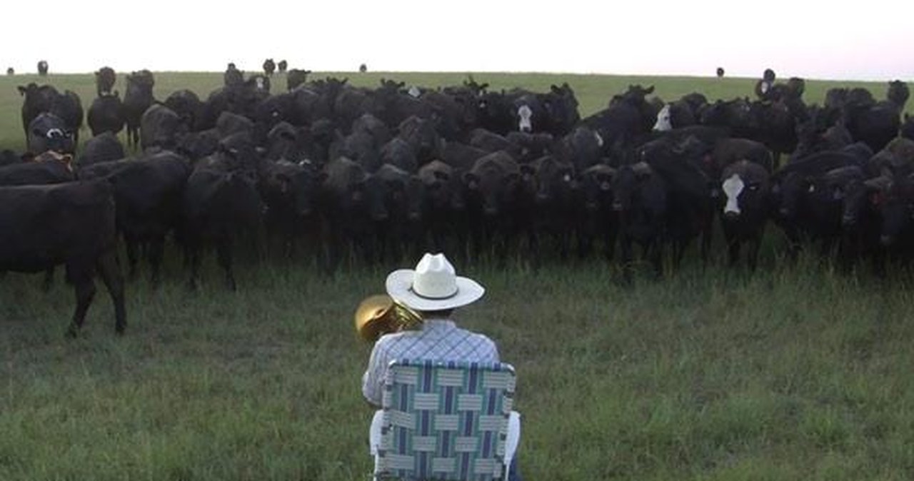 Farmer gra dla swoich krów. Są zachwycone! - Muzyka w INTERIA.PL