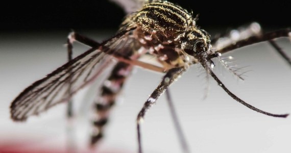 Wirus Zika może wiosną zagrozić Europie - RMF 24