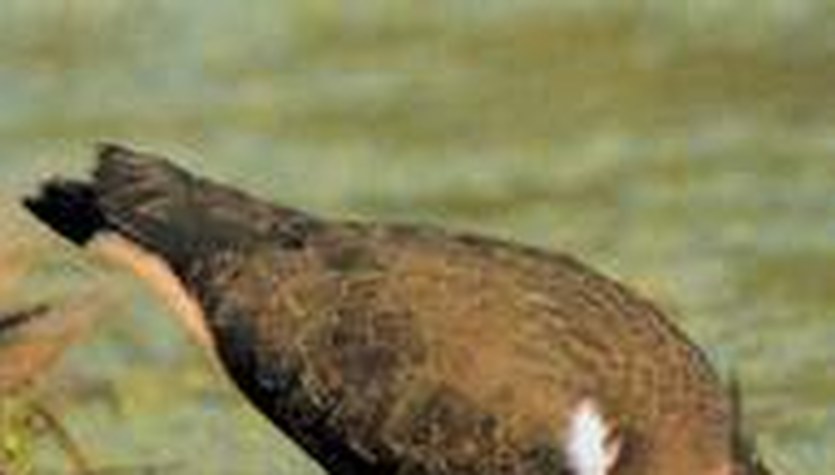 CZAJKA - Encyklopedia w INTERIA.PL