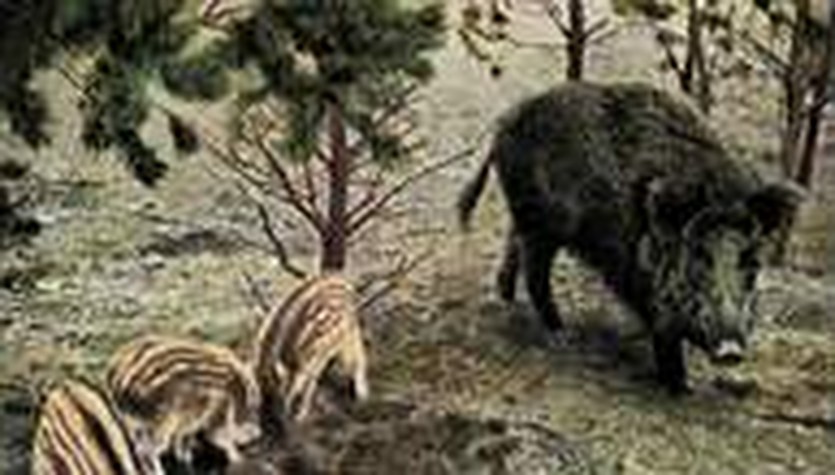 DZIK - Encyklopedia w INTERIA.PL