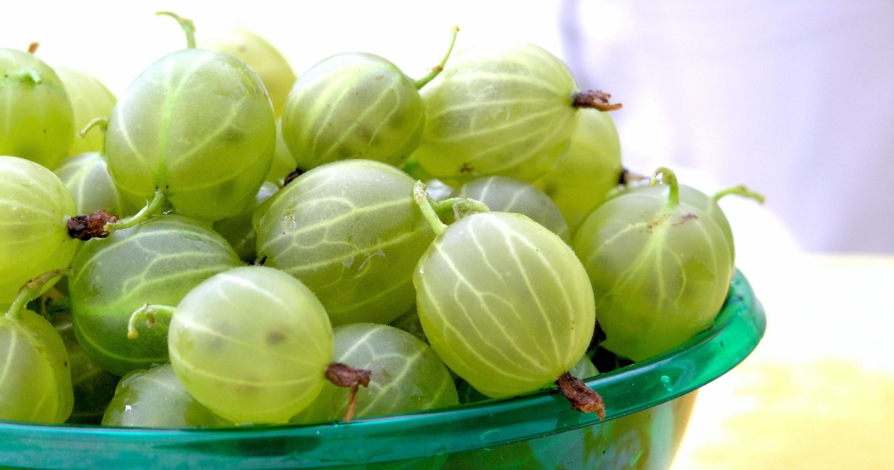 Agrest - wartości odżywcze i właściwości. Czy agrest jest zdrowy? Jak ...