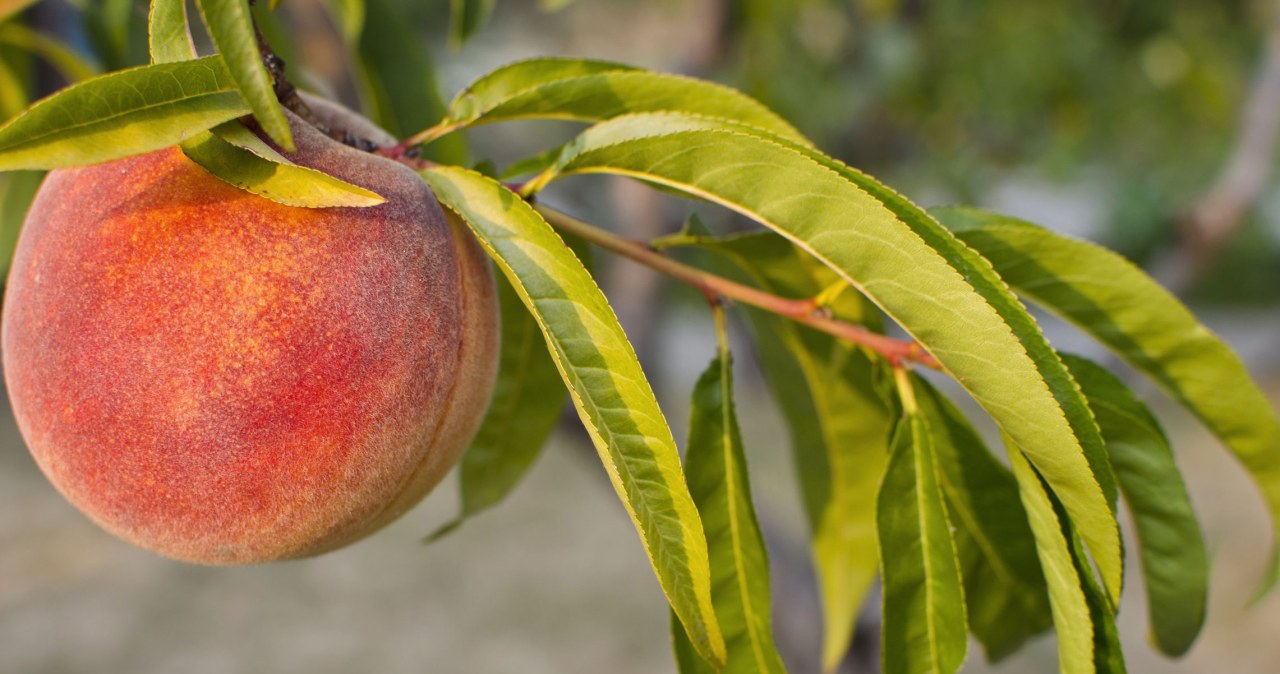 Morele kontra brzoskwinie. Jak je odróżnić i które są zdrowsze? - Kobieta w INTERIA.PL