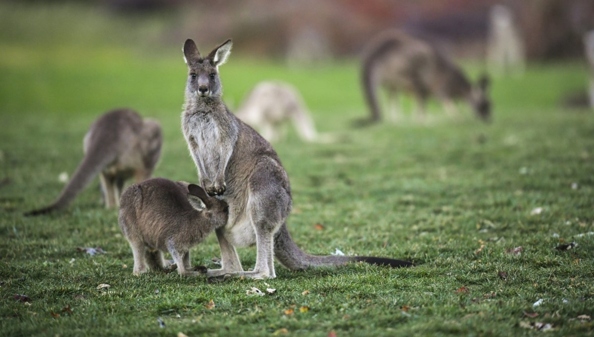 Kangurów w Australii jest dwa razy więcej niż ludzi. Zaleca się, by ...