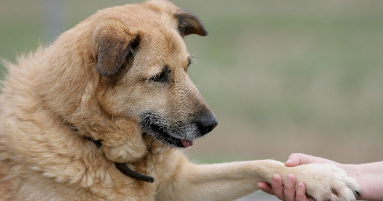 Twój pies kładzie na tobie łapę? Oto kilka powodów takiego zachowania ...