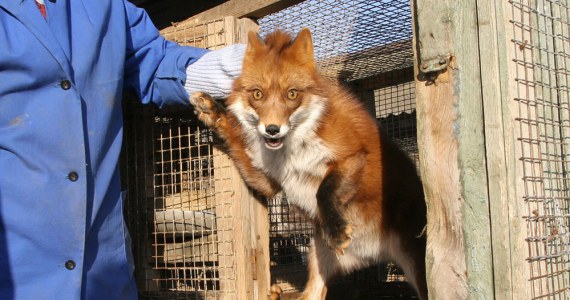 Ludzie nauki przeciwko fermom futrzarskim - Wydarzenia w INTERIA.PL