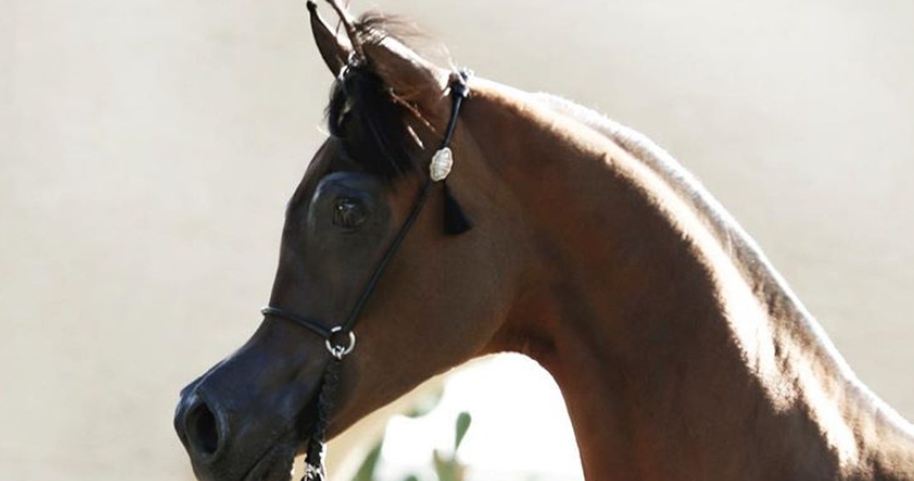 El Rey Magnum: Najpiękniejszy koń na świecie? - Styl w INTERIA.PL