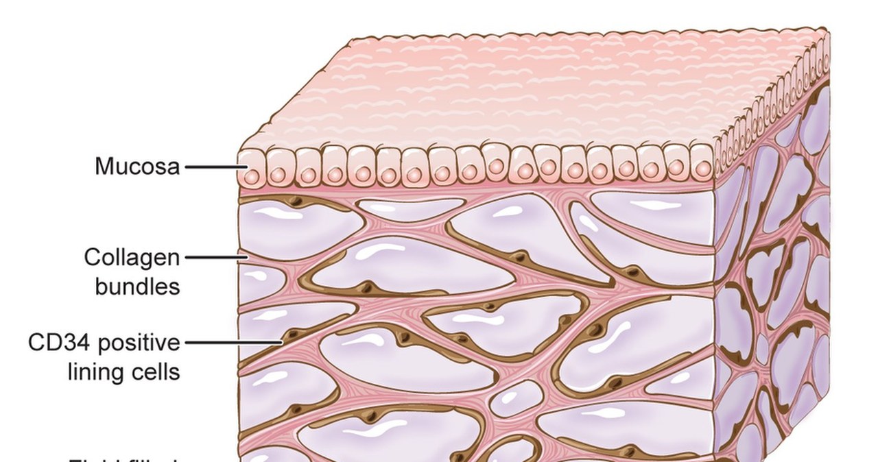 Naukowcy odkryli w nas... nowy organ - GeekWeek w INTERIA.PL