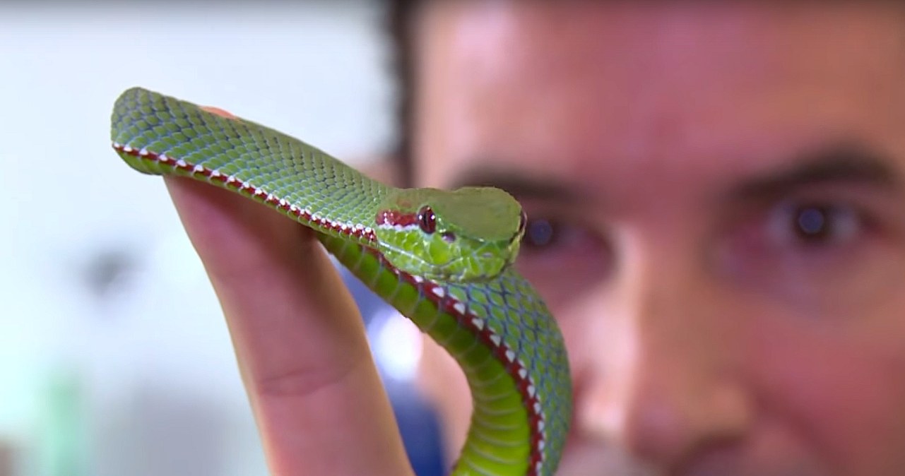 Steve Ludwin: Tańczący z wężami - Geekweek w INTERIA.PL