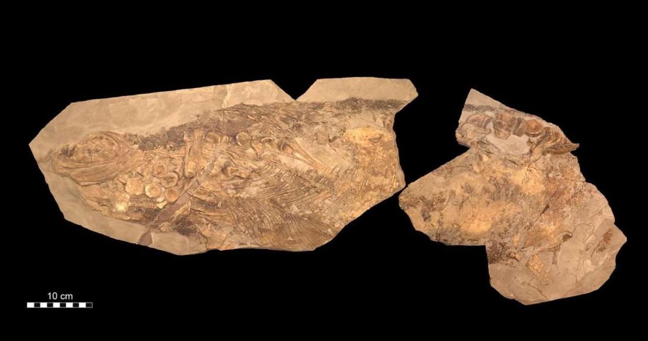 Ichtiozaury były ciepłokrwiste? - GeekWeek w INTERIA.PL