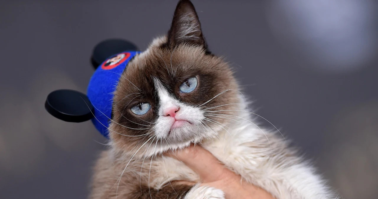 Nie żyje Grumpy Cat. Najsłynniejszy kot - Styl w INTERIA.PL
