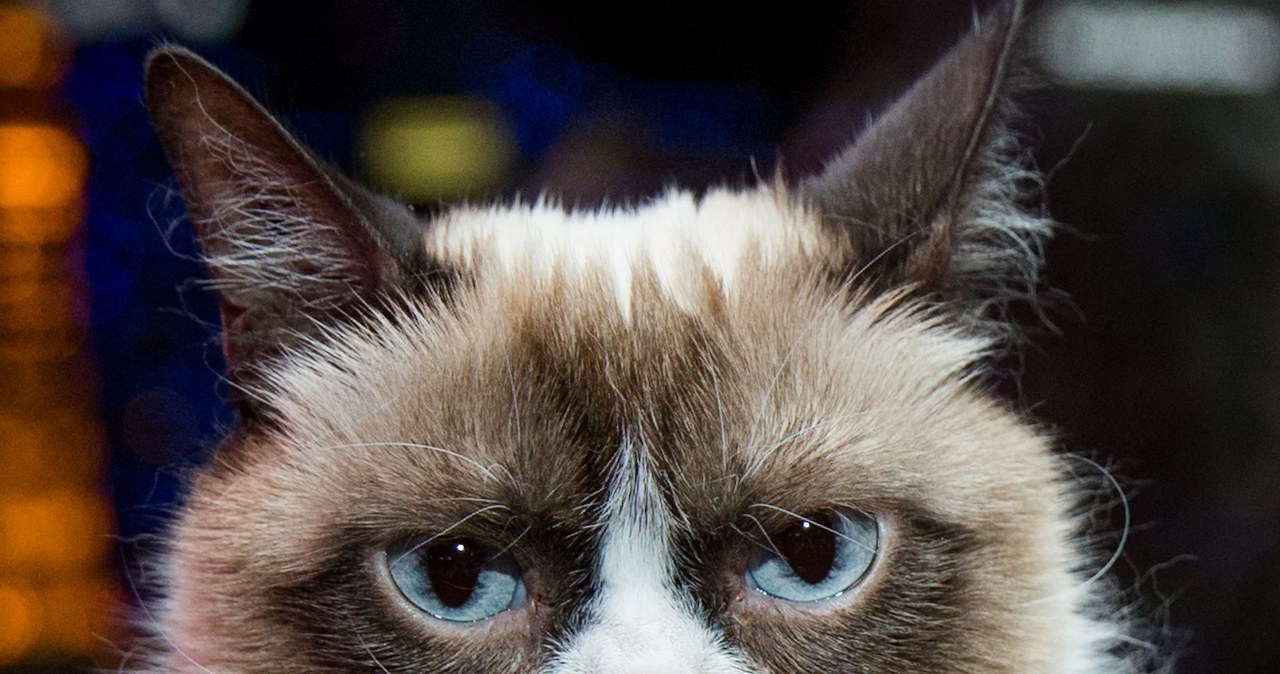 Nie żyje najsłynniejszy kot internetu - Grumpy Cat - Wydarzenia w ...