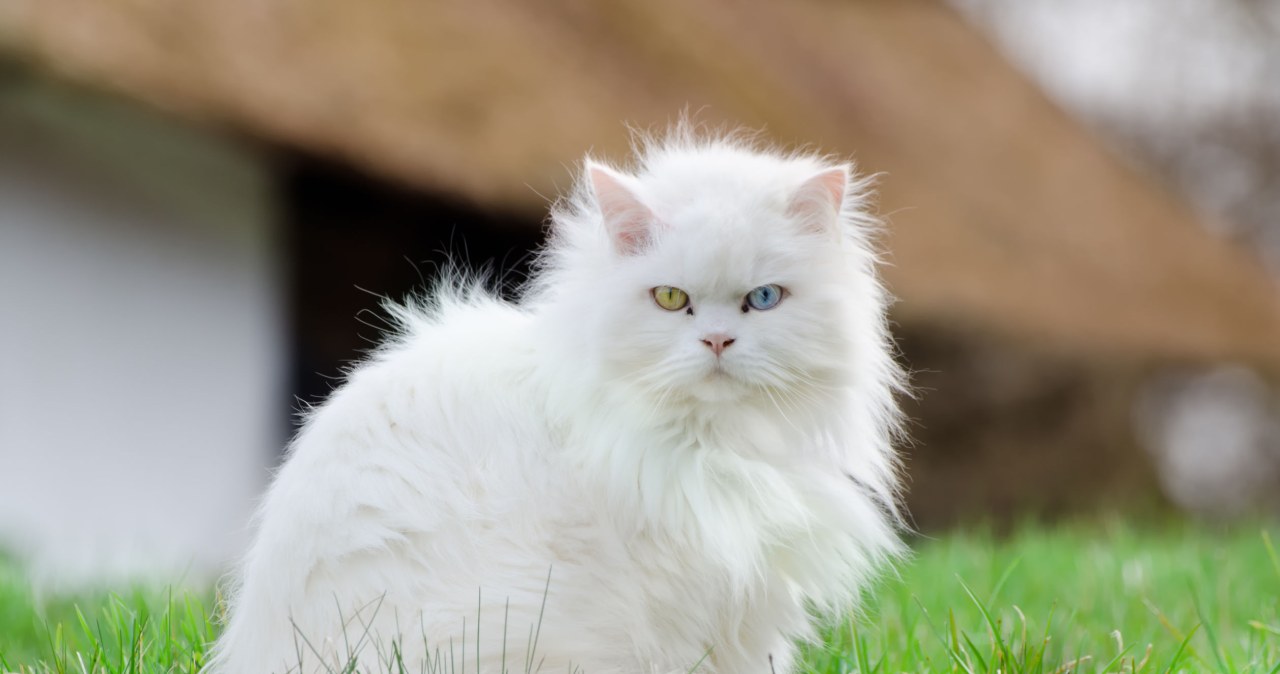 Pięć najpiękniejszych ras kotów. Robią wrażenie! - Styl w INTERIA.PL