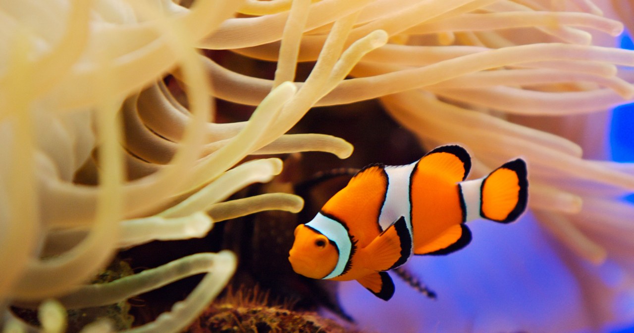 Błazenki, ryby znane z "Gdzie jest Nemo?", mogą wyginąć z powodu zmian ...