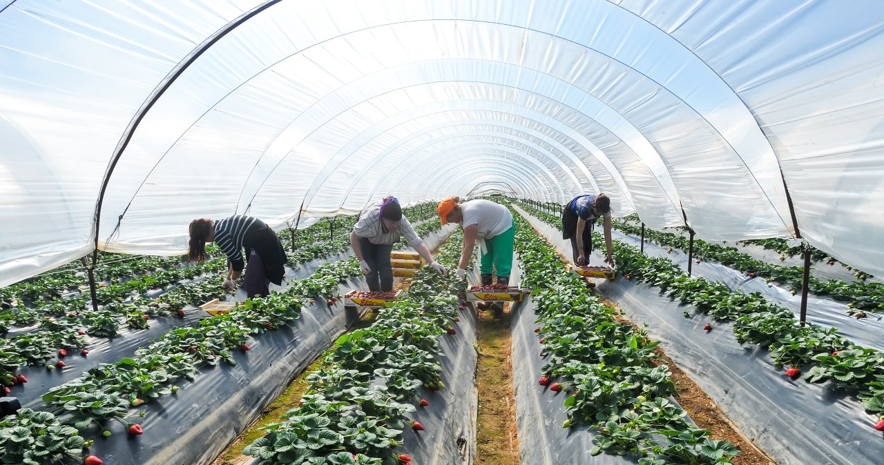 Polacy ruszyli na saksy. Gdzie najczęściej wyjeżdżają i ile zarabiają ...