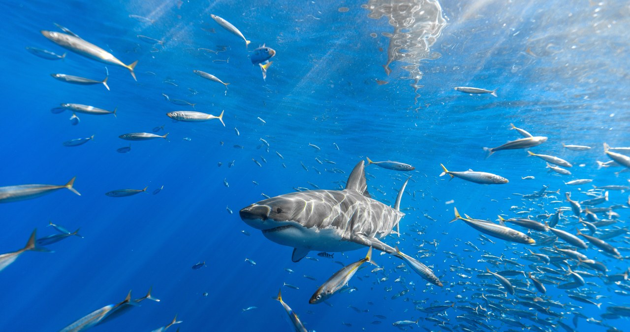 Światowa populacja rekinów zagrożona. To przez szczepionkę przeciwko ...