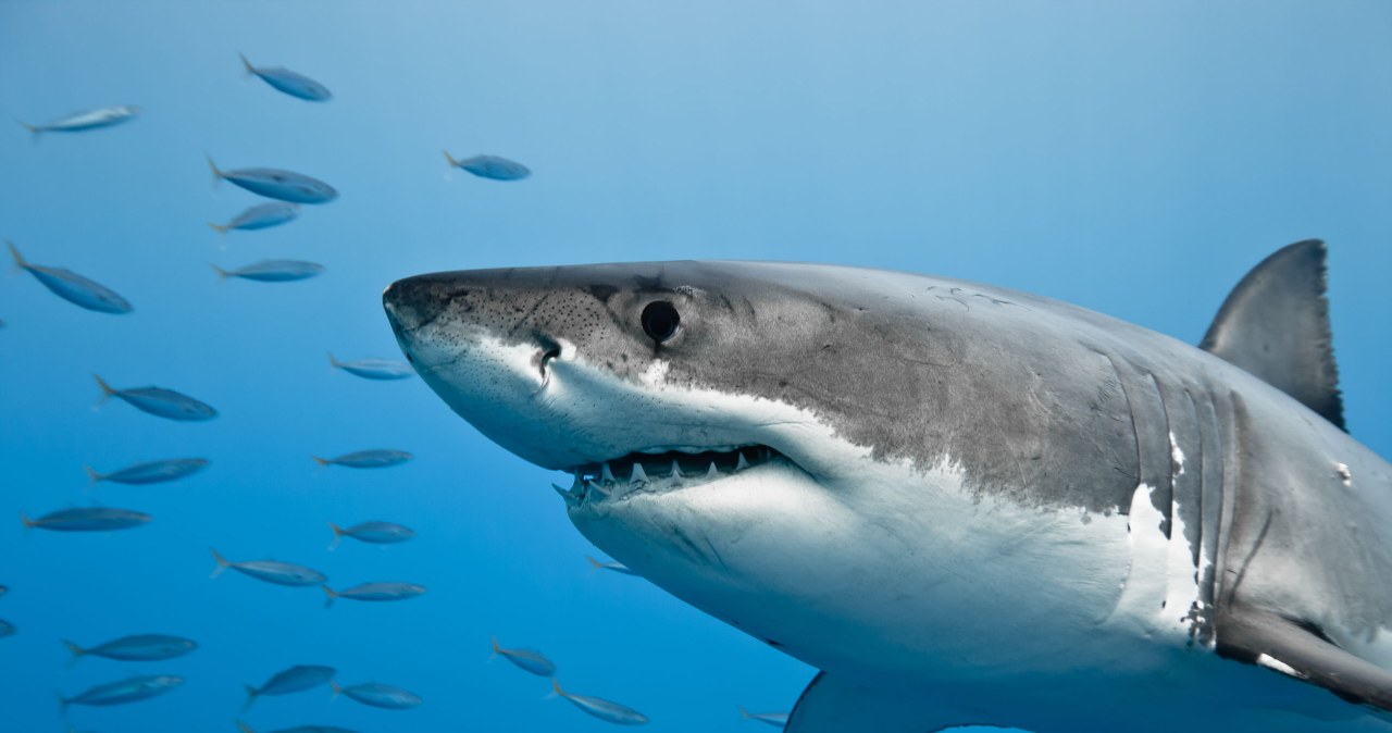 Jedziesz na wakacje? Uważaj na rekiny, tam atakują najczęściej ...