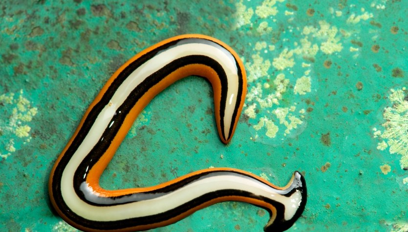 Robale wielkie jak węże i niemal nieśmiertelne. Mieszkańcy przerażeni ...