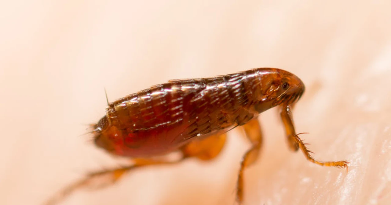 Jak pozbyć się pcheł u psa domowym sposobem? - Kobieta w INTERIA.PL