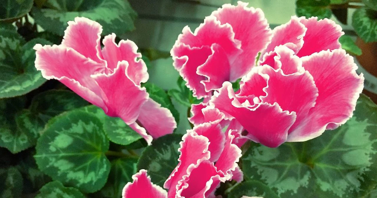 Cyklamen perski: Uprawa i największe błędy w pielęgnacji - Kobieta w ...