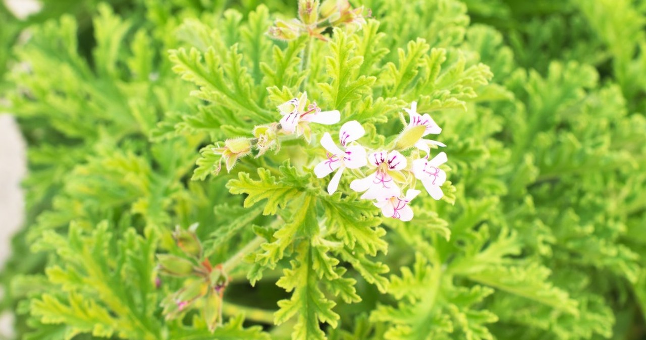 Geranium (anginka): Wzmacnia odporność, obniża ciśnienie i odstrasza ...