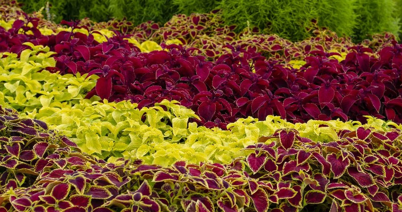 Plektrantus (komarzyca): Uroczo dekoruje i zwalcza komary - Kobieta w ...