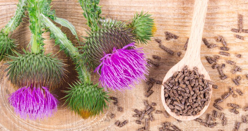 Ostropest plamisty: Właściwości i zastosowania - Kobieta w INTERIA.PL