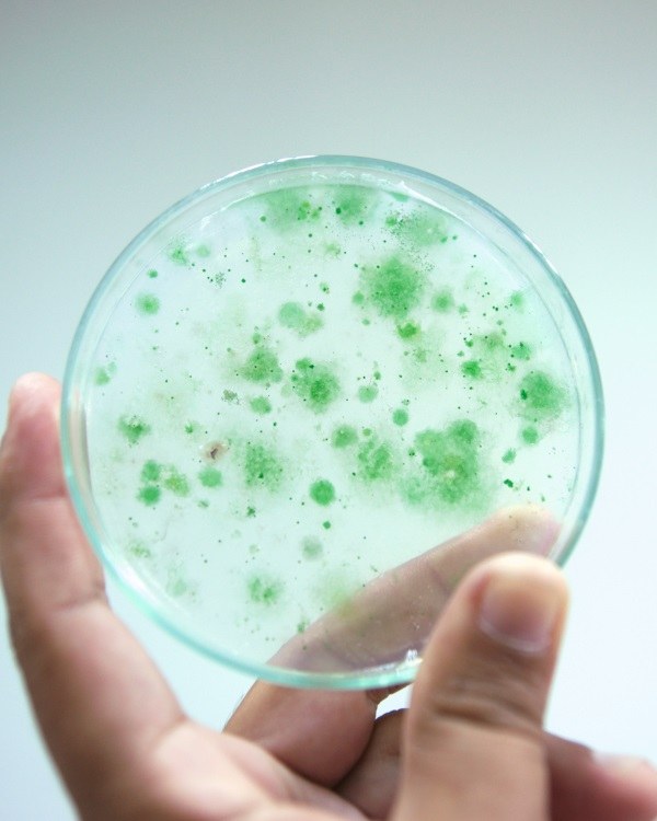 Sinice: Co warto o nich wiedzieć? - Kobieta w INTERIA.PL