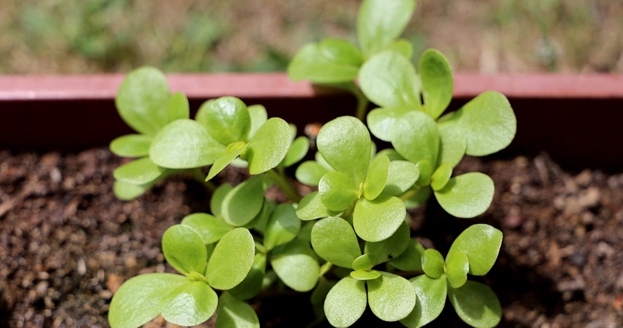 Portulaka pospolita - chwast o wielu prozdrowotnych właściwościach ...