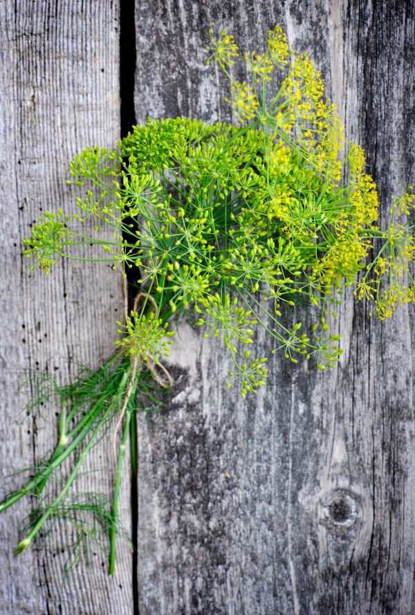 Koperek i jego lecznicze właściwości - Kobieta w INTERIA.PL