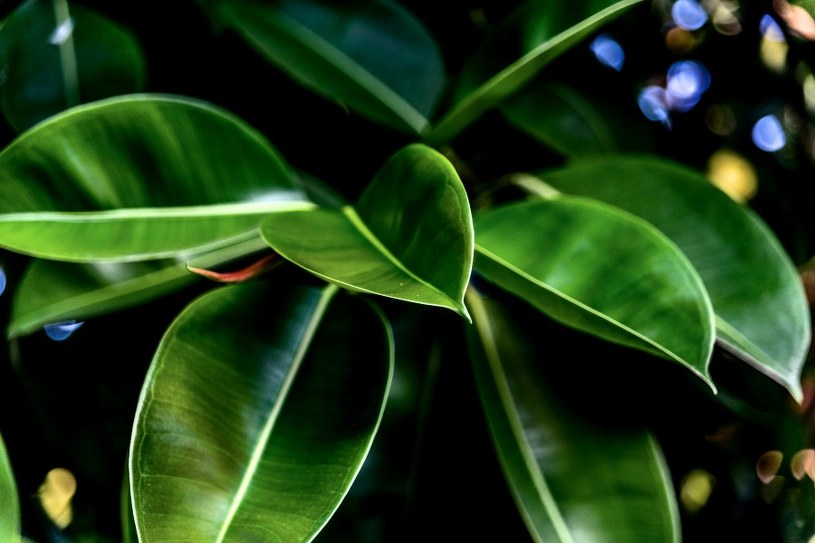 Jak pielęgnować fikusy? - Kobieta w INTERIA.PL