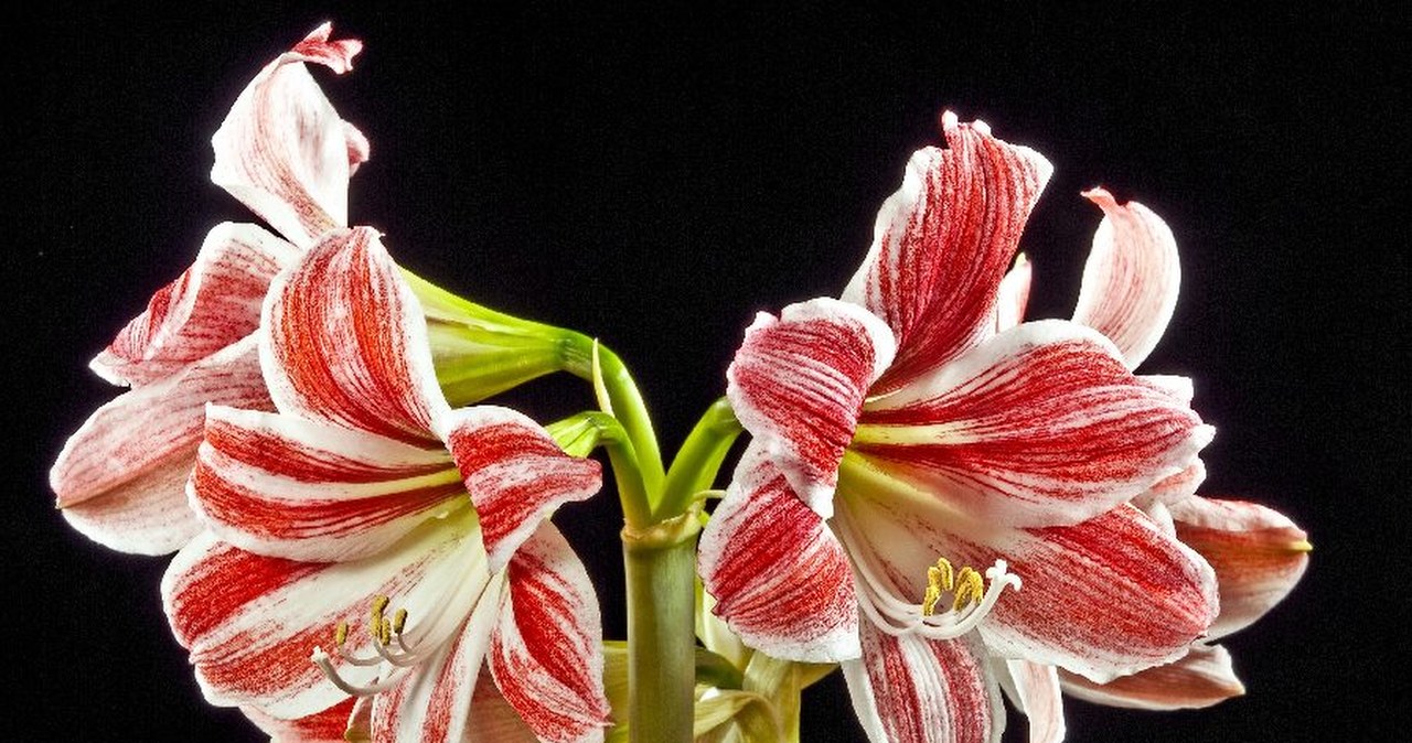 Amarylis: Jak pielęgnować? - Kobieta w INTERIA.PL