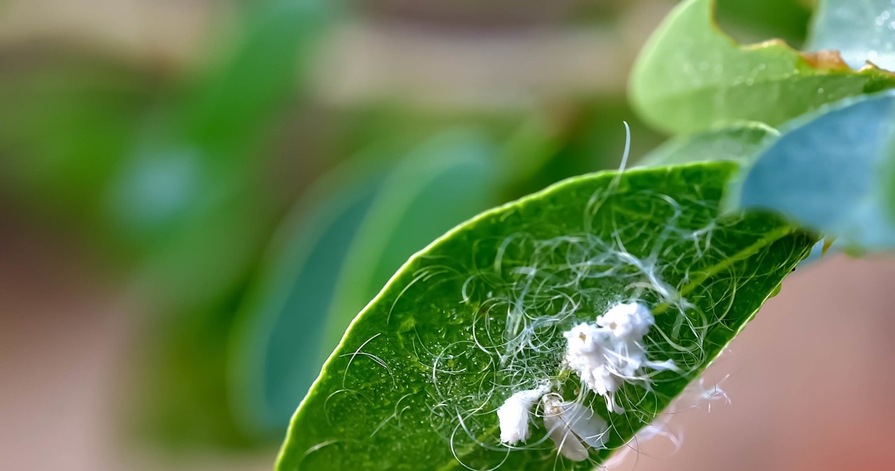 Biały, lepki nalot na liściach — co to jest? Jak się go pozbyć z roślin ...