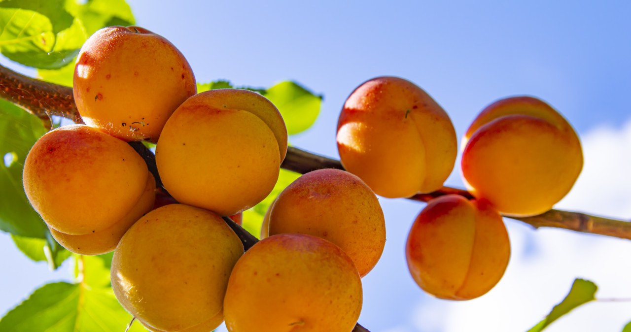 Kiedy pryskać brzoskwinie i czym pryskać brzoskwinie? Chorobom brzoskwiń możesz zapobiec - top.pl