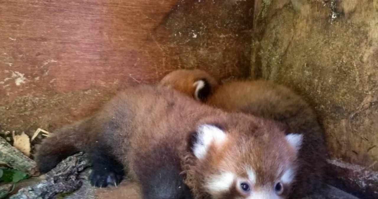 Pandka ruda zamieszkała w płockim Zoo
