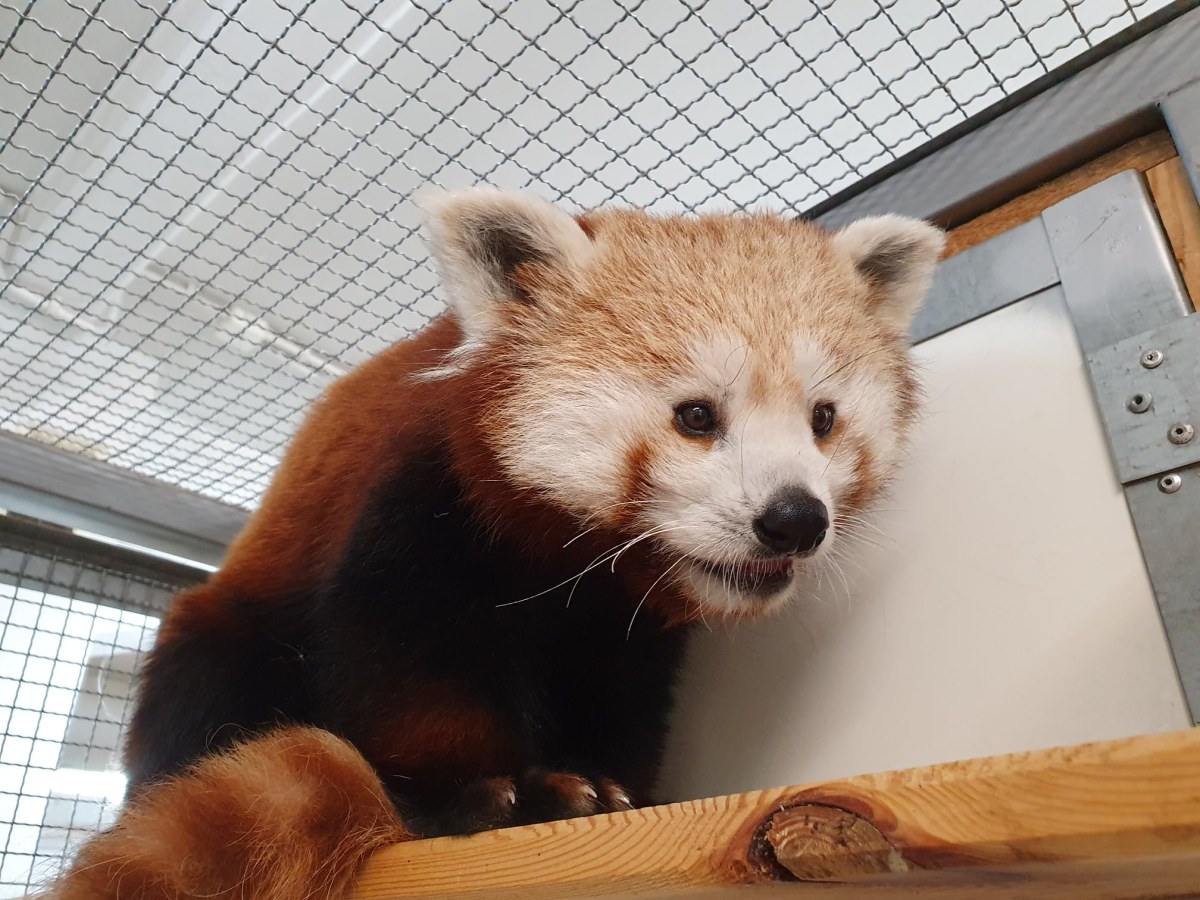 Nowa mieszkanka warszawskiego zoo. Pandka ruda przyjechała ze Szwecji ...