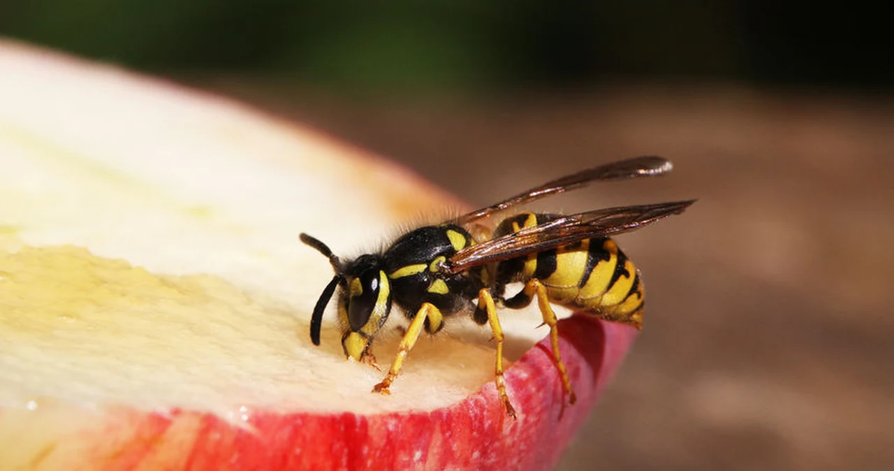 Jak usunąć gniazdo os i szerszeni? - Kobieta w INTERIA.PL