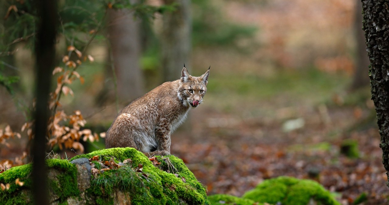 Przyrodnicy wypuścili kolejne rysie. Chcą, żeby zajęły większy obszar ...