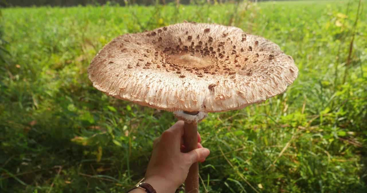 Czubajka kania: Jak wygląda? Kiedy można ją zbierać? Jak przyrządzić ...