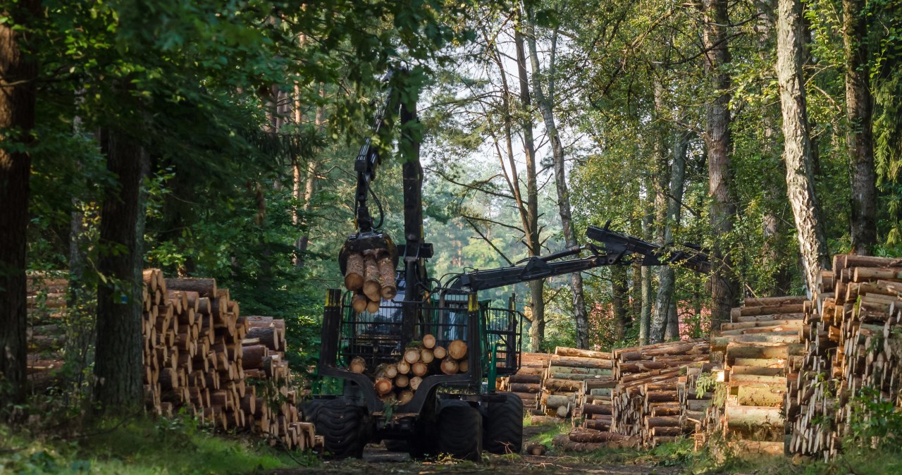 "Lasy to nie plantacja desek". Opozycja chce zmieniać ustawę o lasach