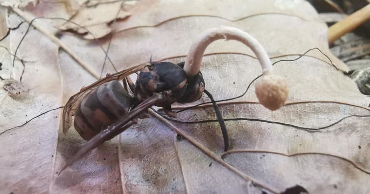 Oto grzyb, który zmienia owady w zombie i... żyje w naszym kraju ...