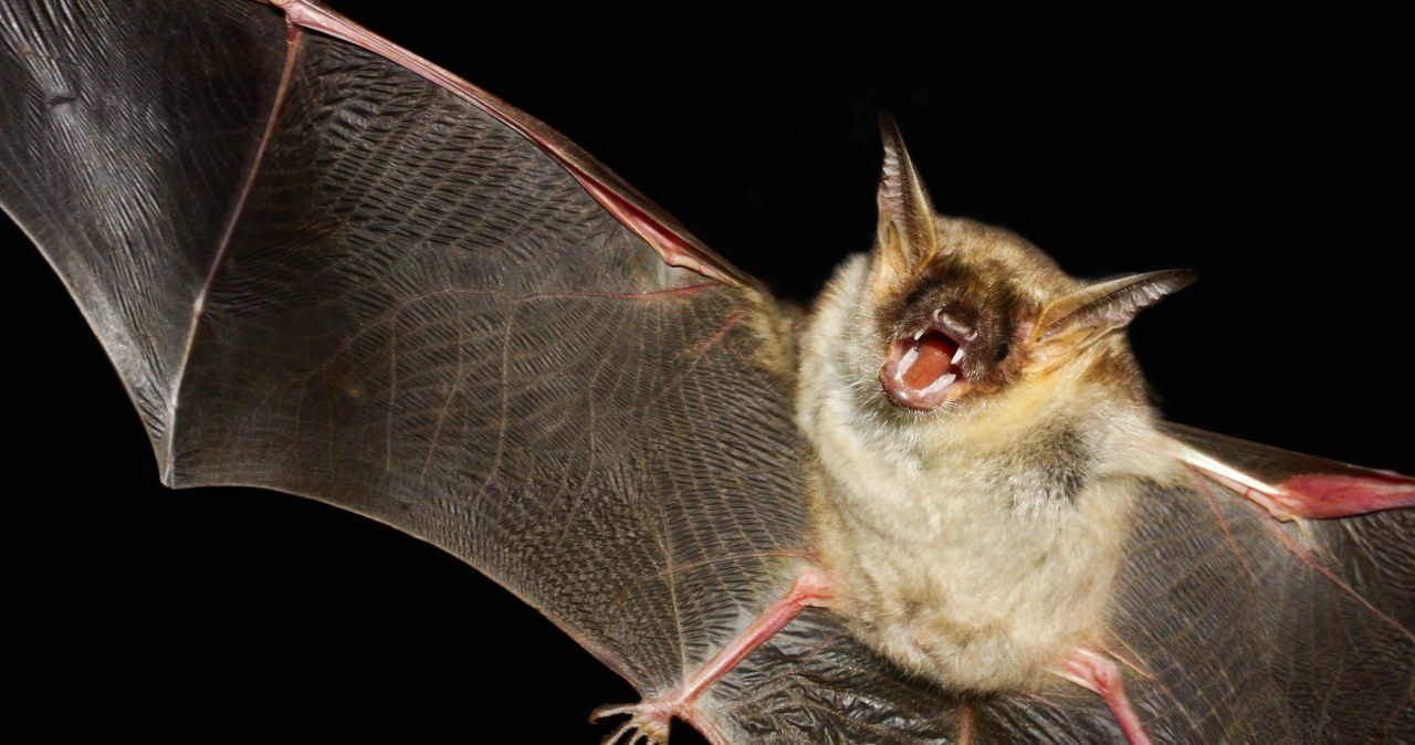 Przypadek wścieklizny u nietoperza w Toruniu. Ekspert uspokaja ...