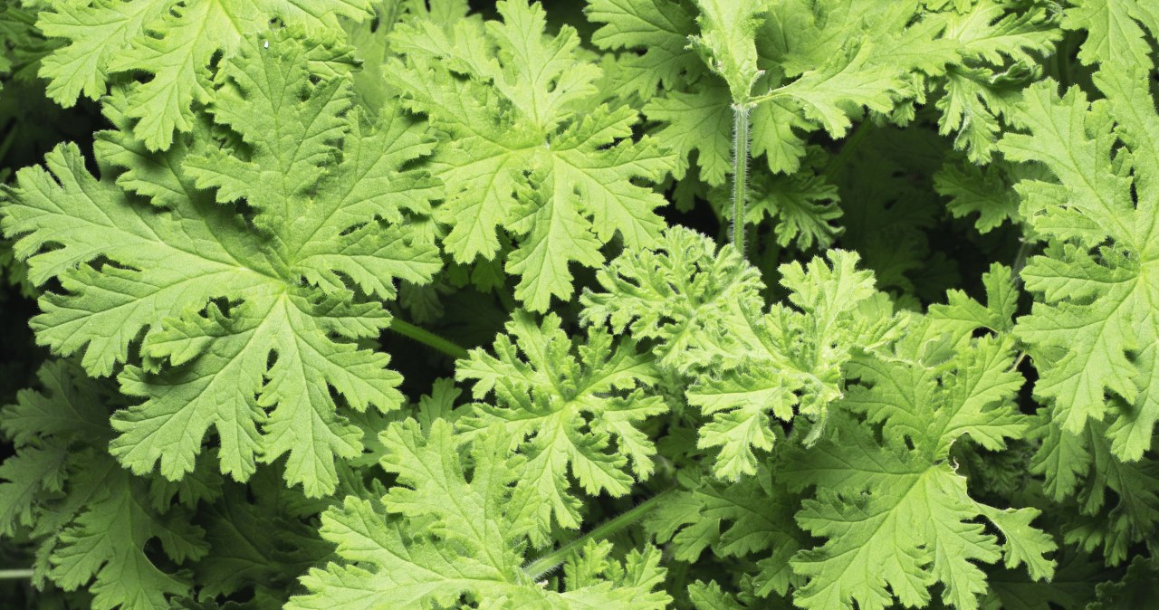 Geranium znowu modne! Hit z PRL-u wraca do łask - Kobieta w INTERIA.PL