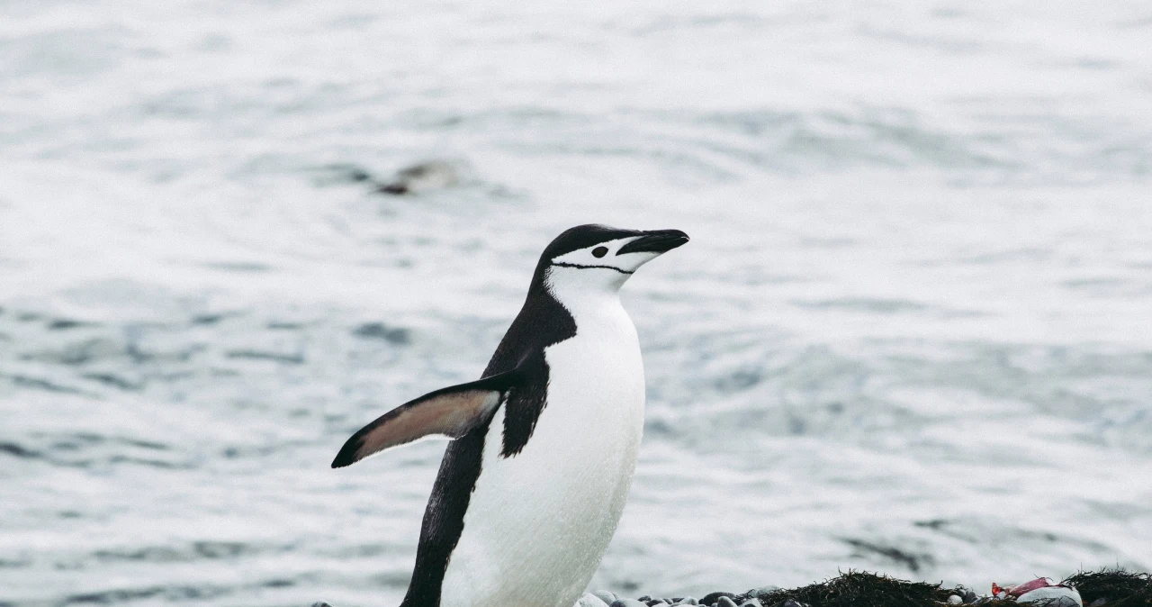 Nowa Zelandia: Znaleziono pingwina Adeli. Przebył 3 tys. km od ...